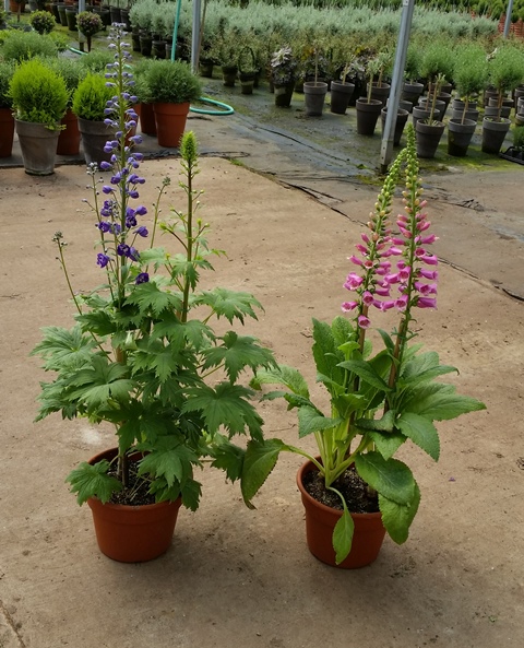 Custom plants from Michigan – Tri State Foliage