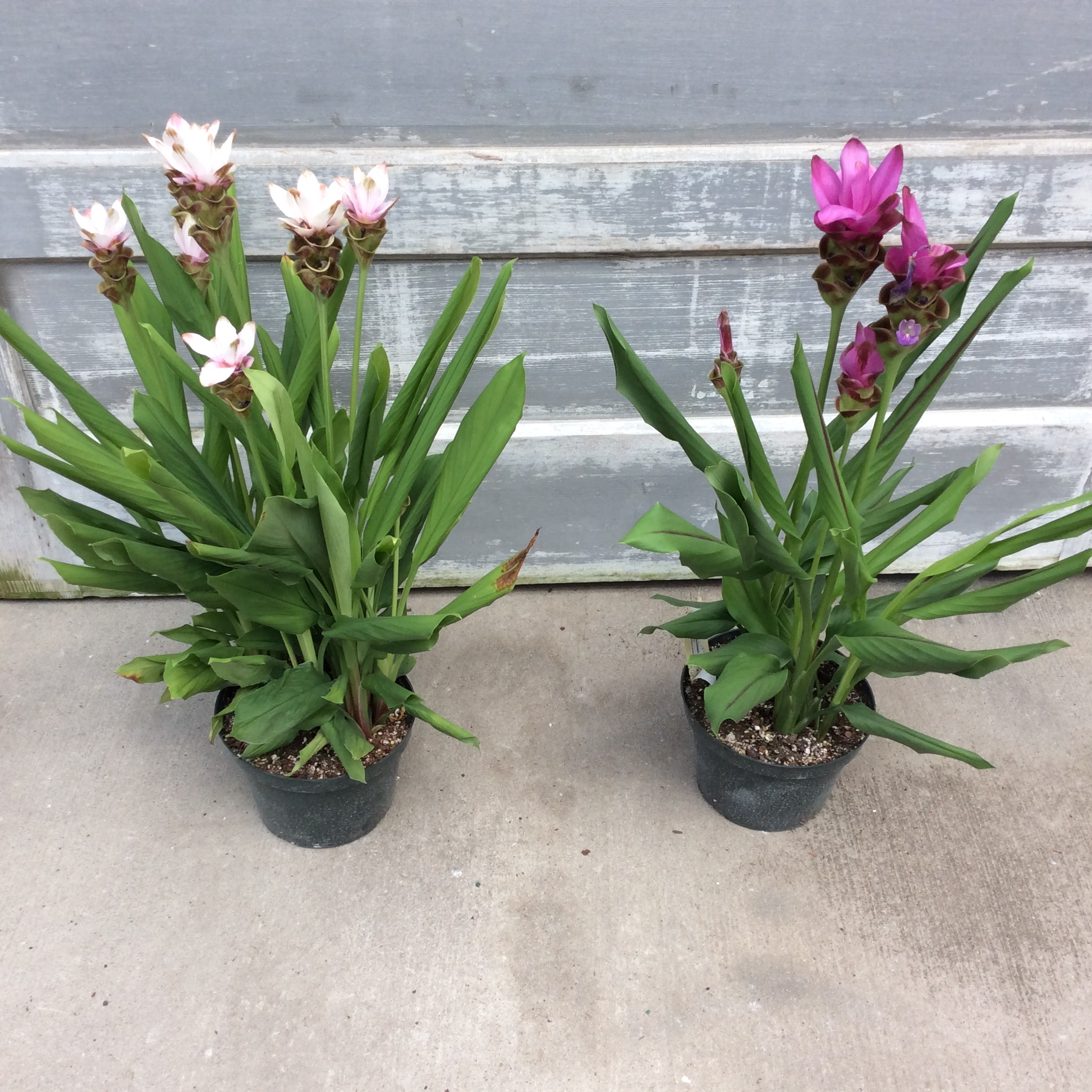 Curcuma: Siam Shadow & Siam Sparkling – Tristate Foliage