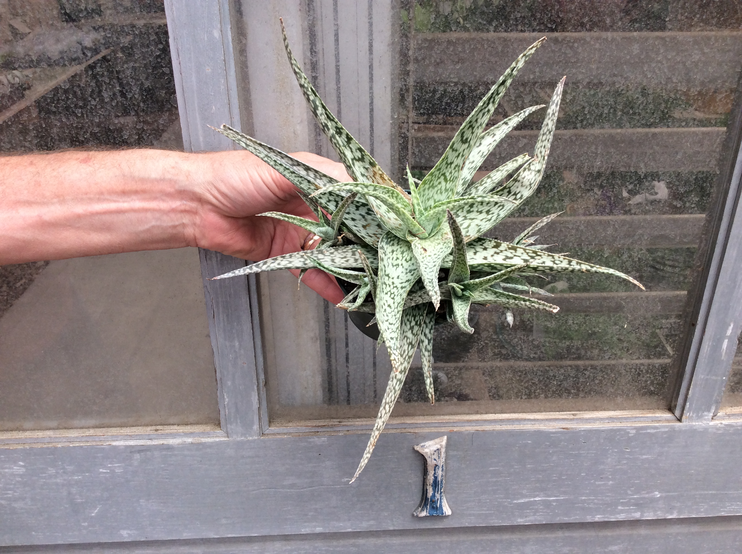 4″ Aloe White Beauty – Tristate Foliage