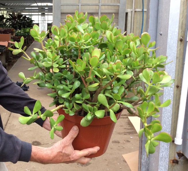 California grown plants – Tri State Foliage