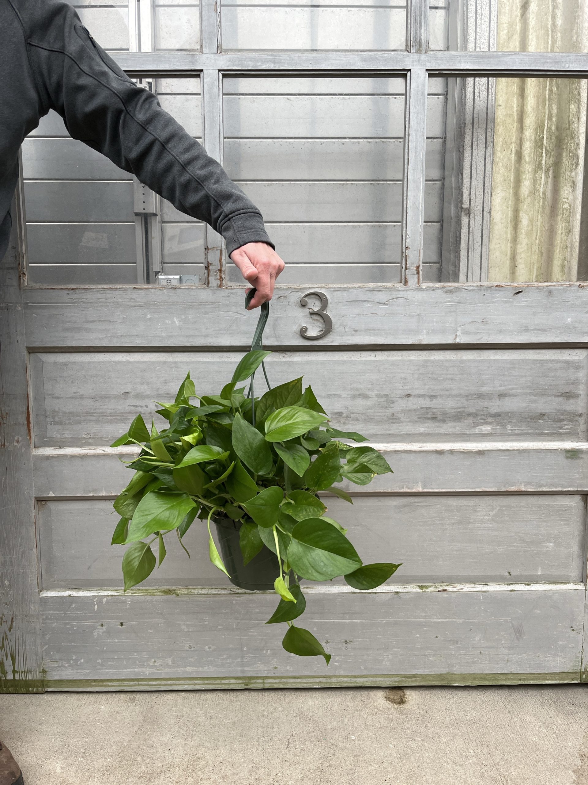 Pothos – Tri State Foliage