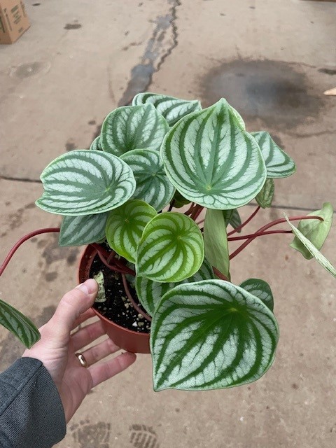 .6″ Pep Watermelon – Tri State Foliage