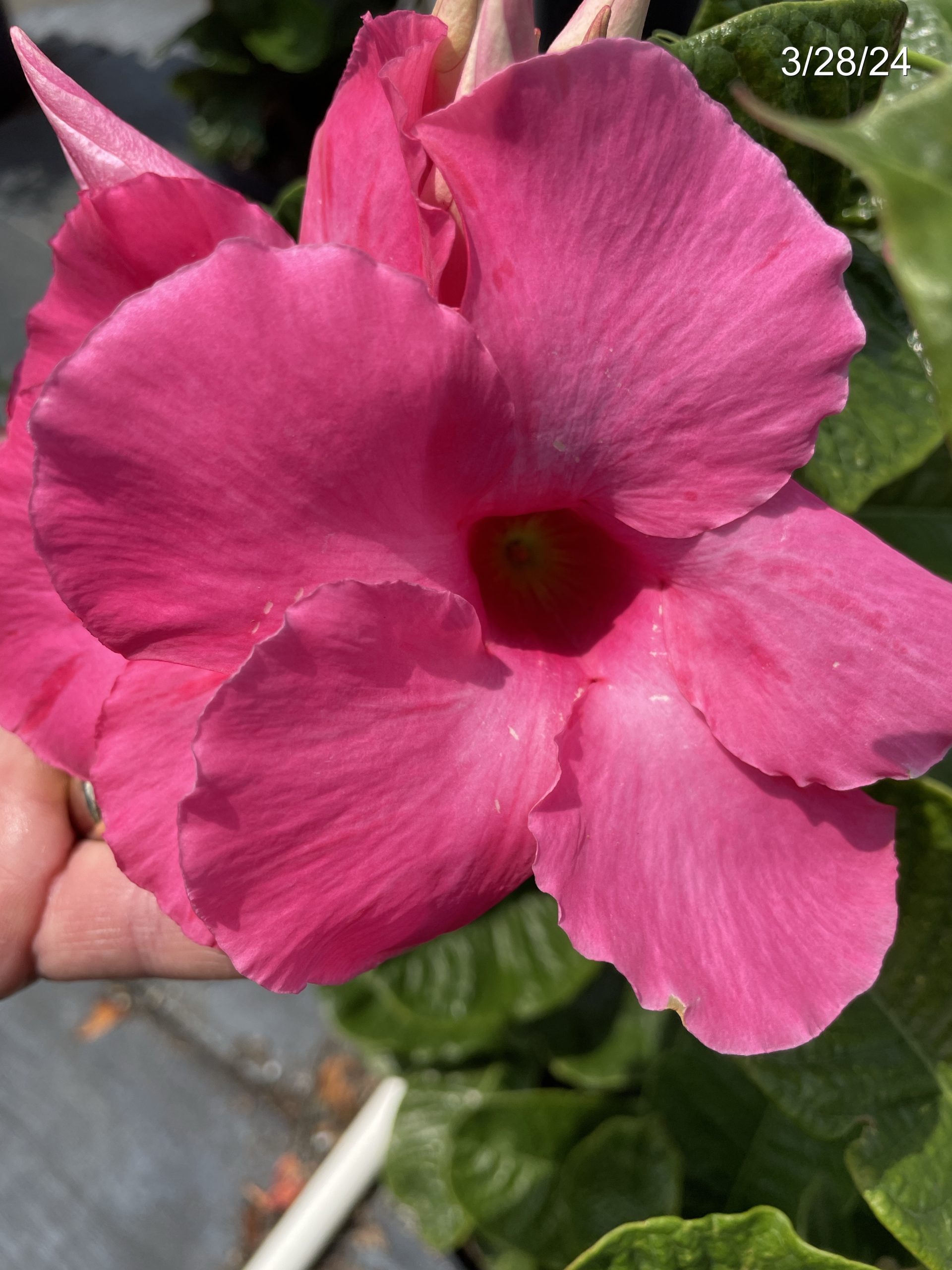 No Alice DuPont ? – Tri State Foliage