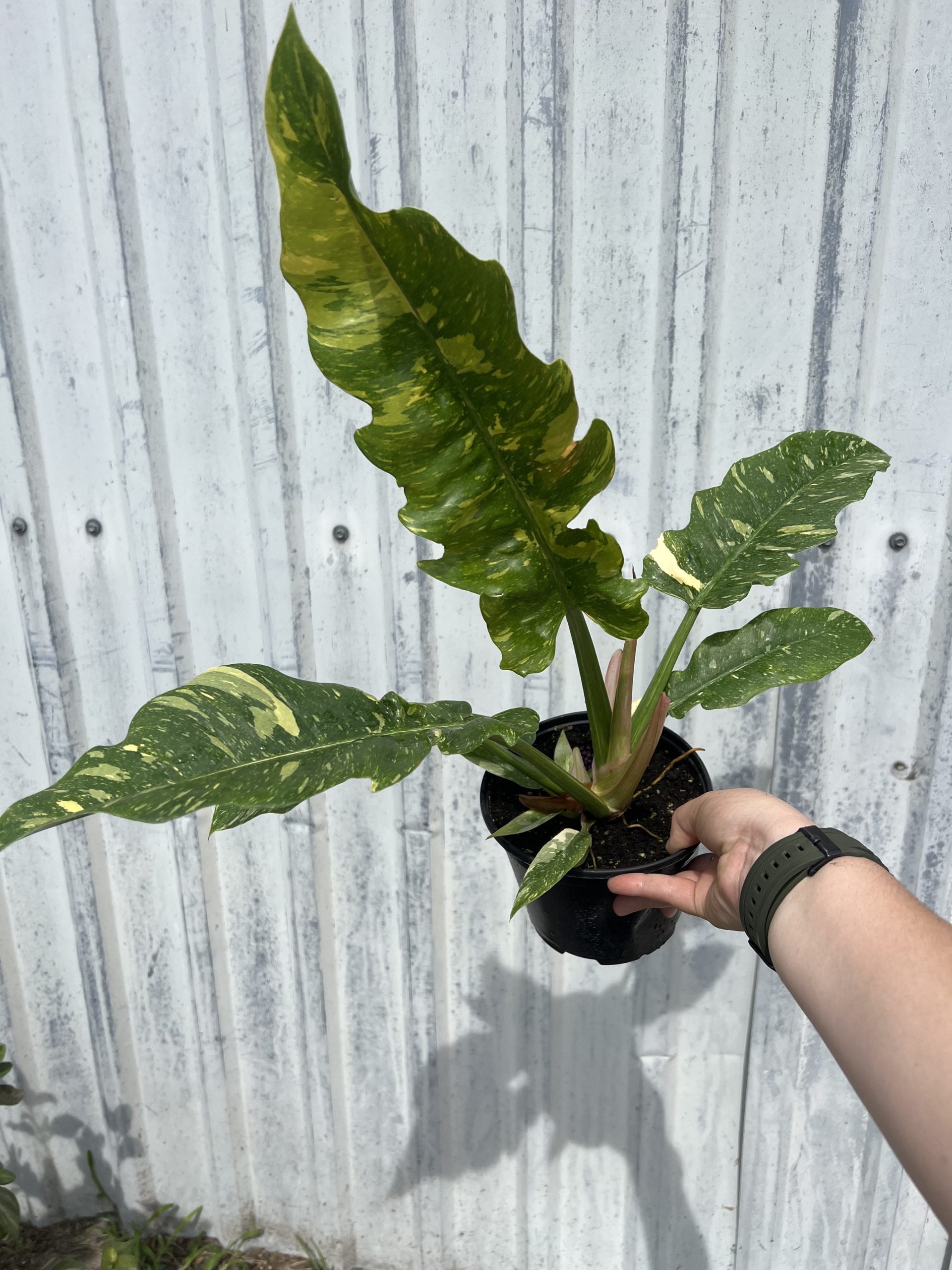 Philodendron – Tri State Foliage
