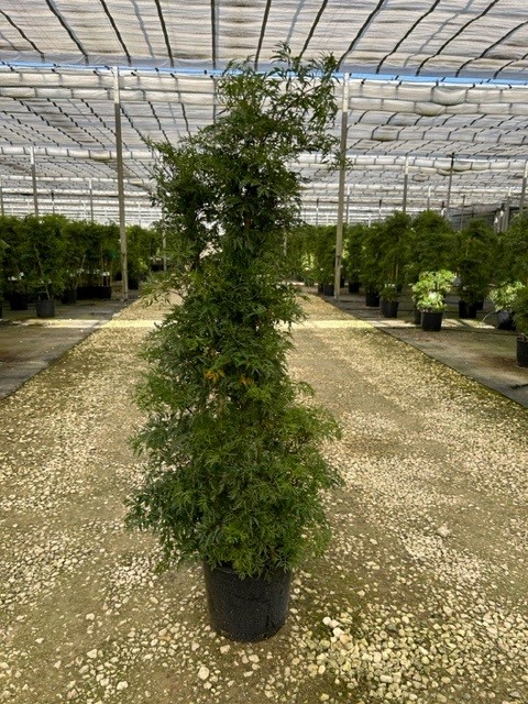 Aralia – Tri State Foliage