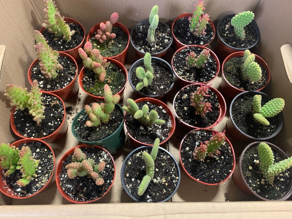 Cali Cacti – Tri State Foliage