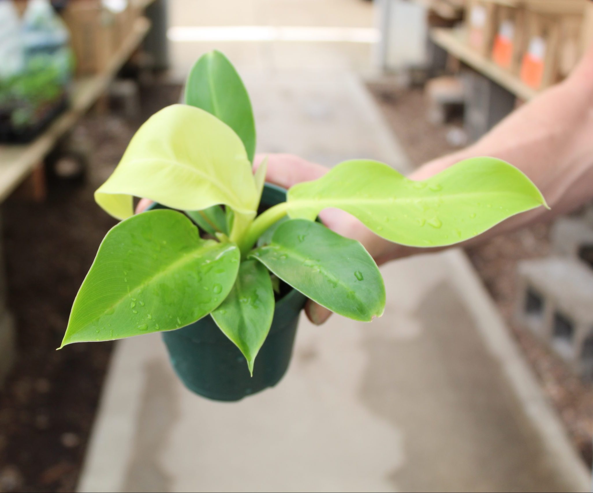 Philodendron – Tri State Foliage