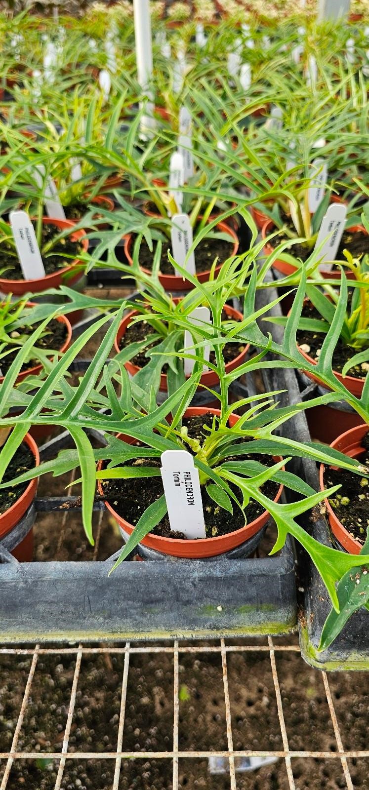 Philodendron – Tri State Foliage