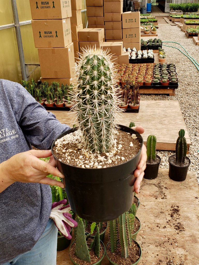 .6″ Cactus Bull Winkle – Tri State Foliage