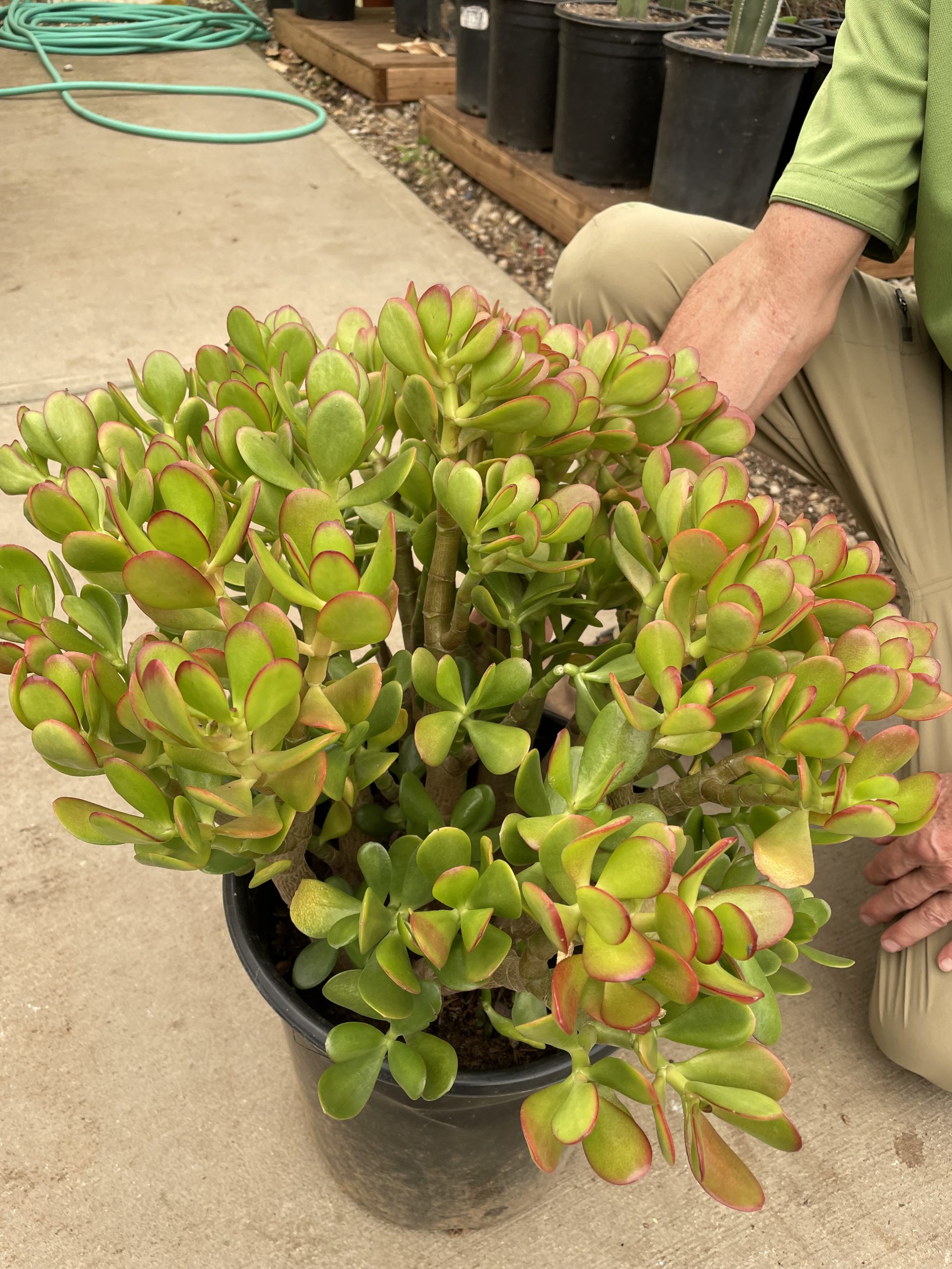 12″/5G Crassula Jade Stump Regular (CA) – Tri State Foliage