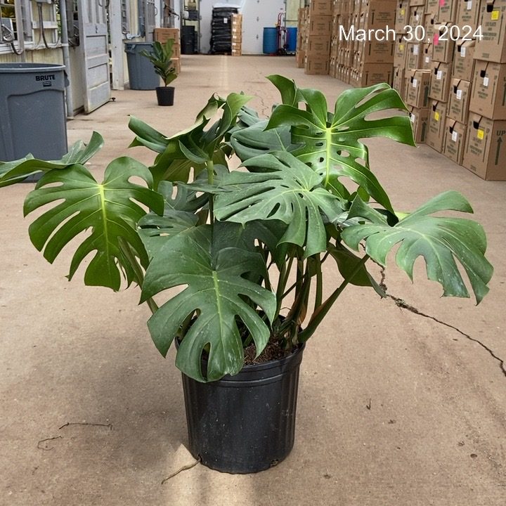 12″ Philo Monstera Deliciosa – Tri State Foliage