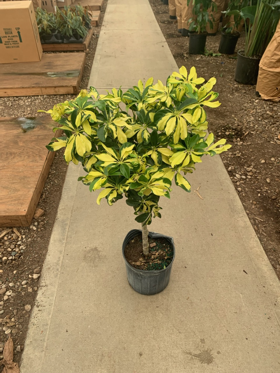 Schefflera – Tri State Foliage
