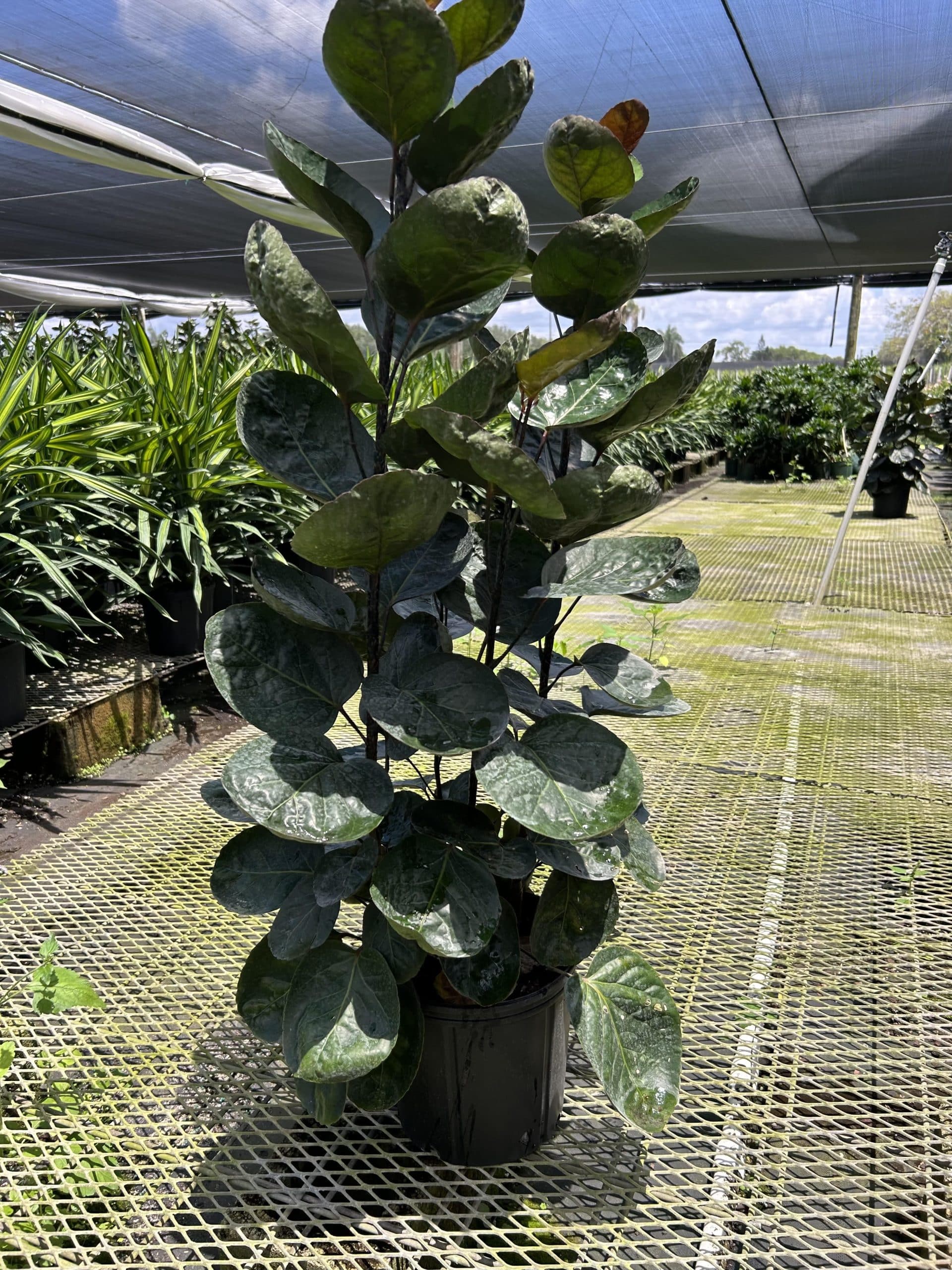 10″ Aralia Fabian Bush – Tri State Foliage