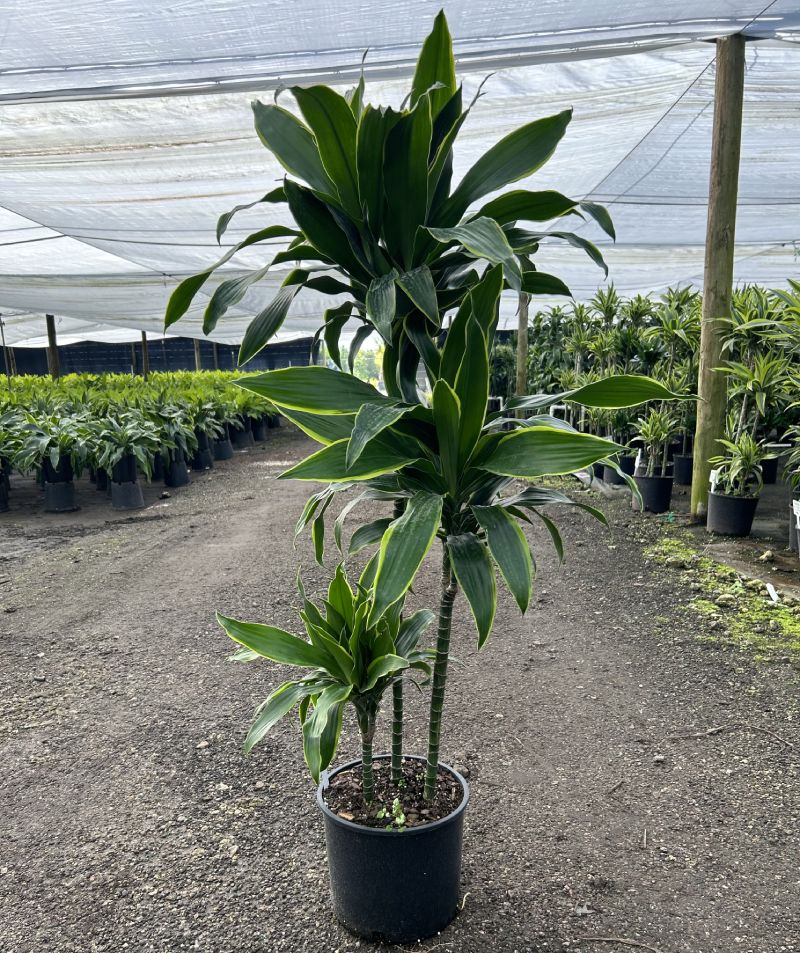 Dracaena – Tri State Foliage
