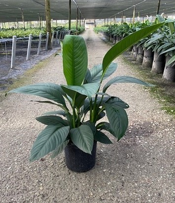 Spath – Tri State Foliage