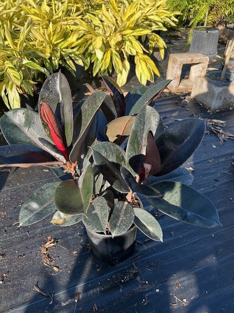 .6″ Ficus Audrey Bush – Tri State Foliage