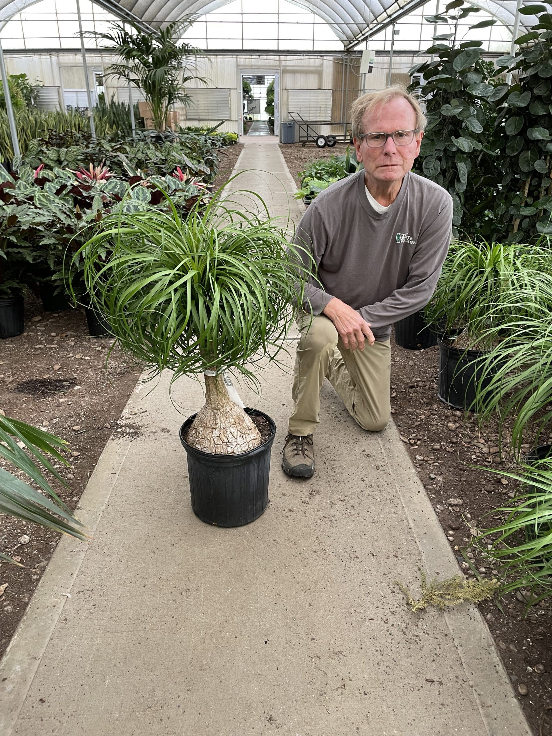 12″ Palm Ponytail (Elephant foot) – Tri State Foliage