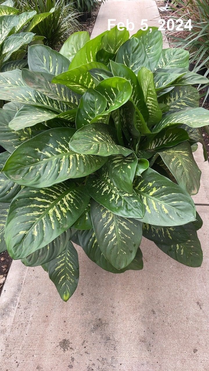 12″ Dieff Tropic Snow – Tri State Foliage