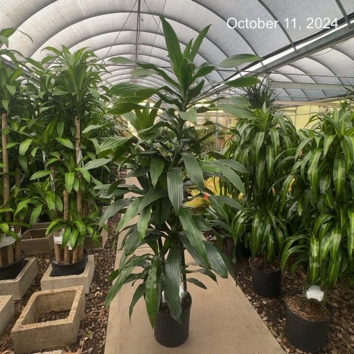 12″ Drac Janet Craig Cane – Tri State Foliage