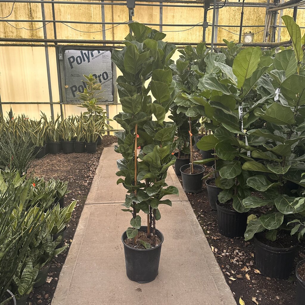 Ficus – Tri State Foliage