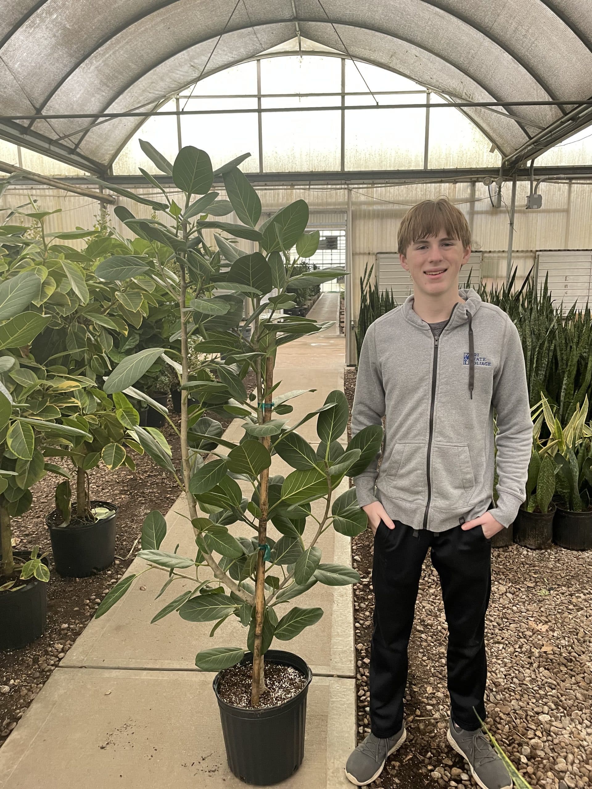 12″ Ficus Audrey Column 5-6′ – Tri State Foliage