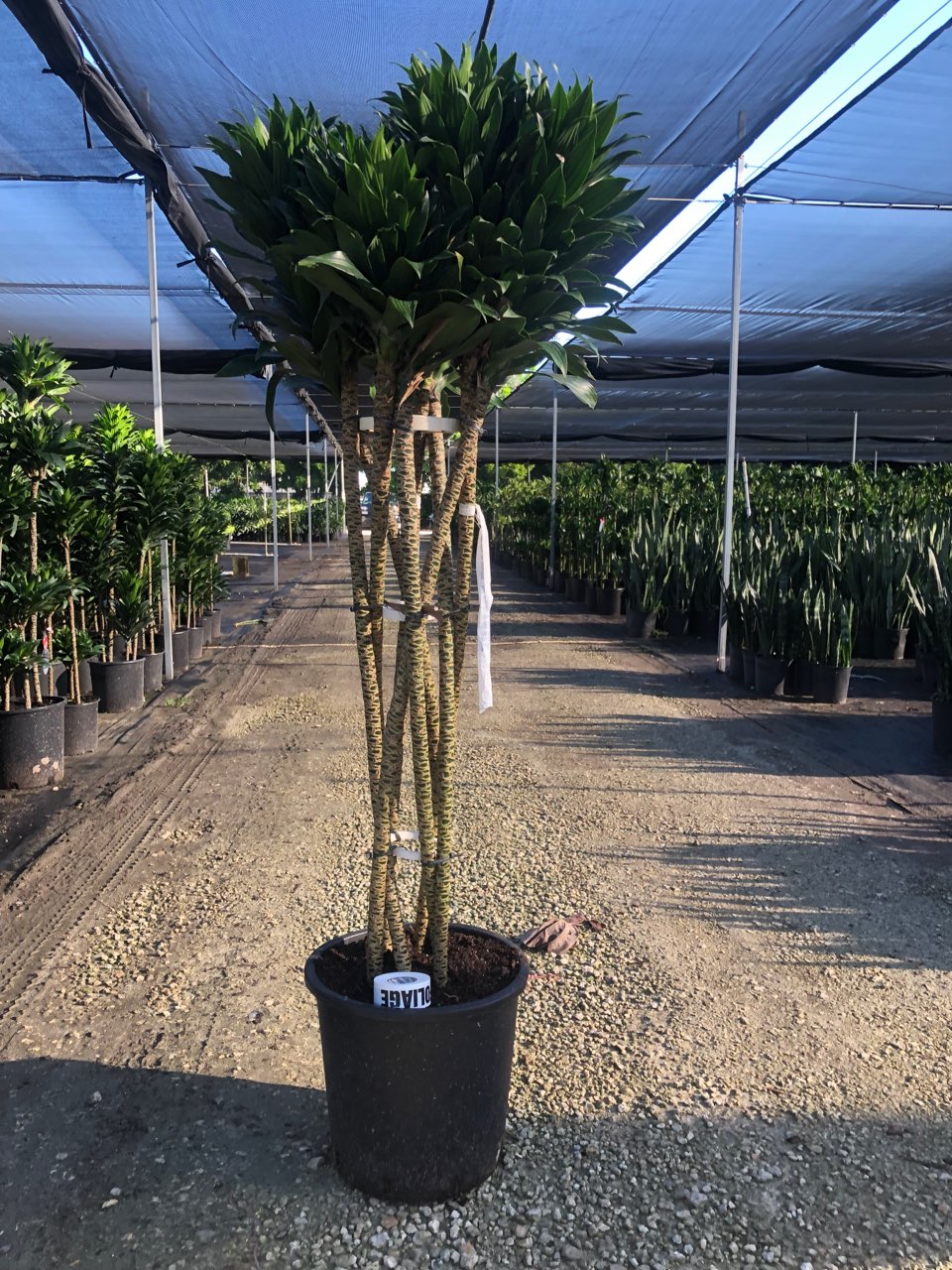 14″ Drac Janet Craig Compacta Cane Open Weave – Tri State Foliage