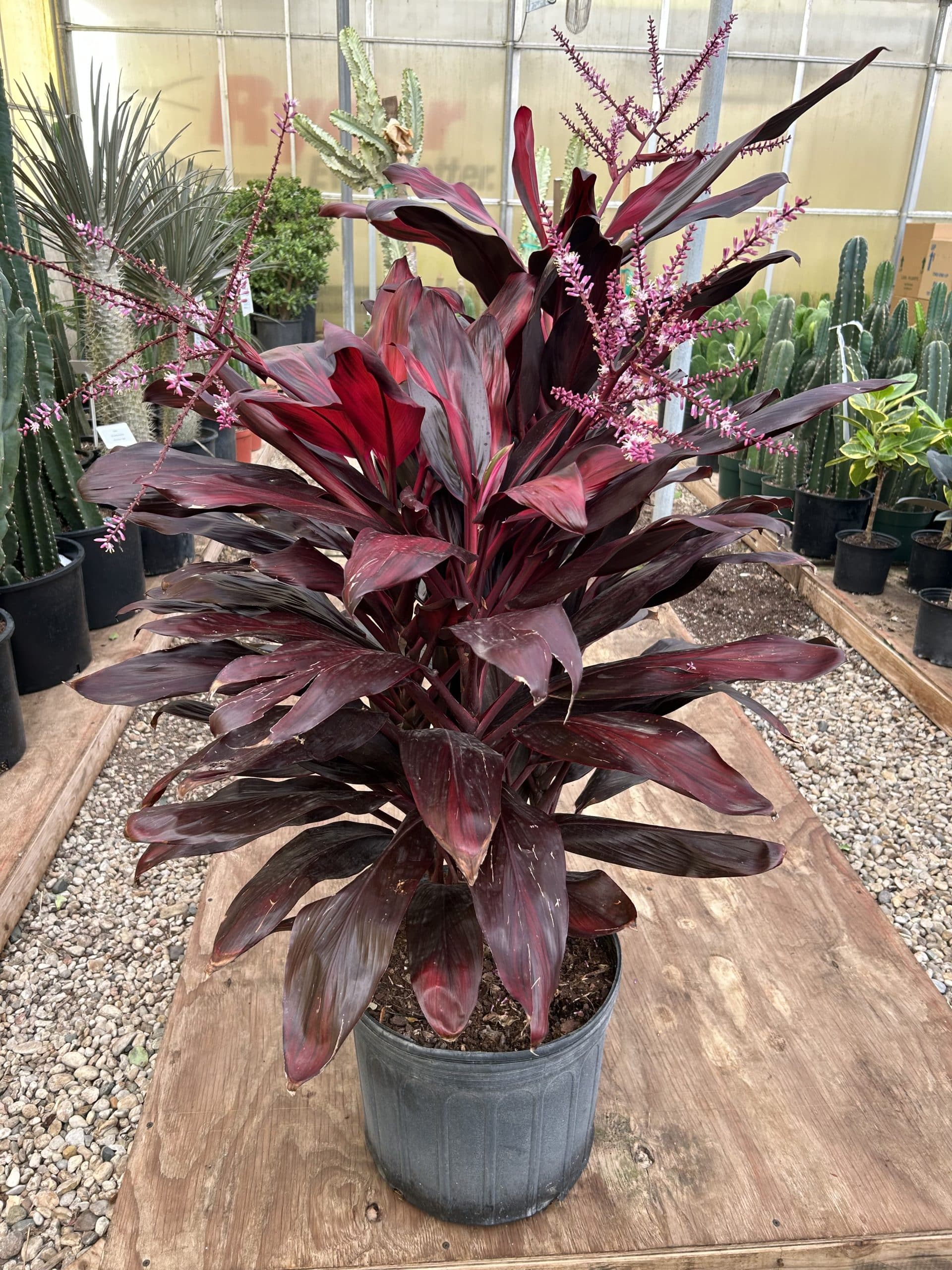 14″ Cordyline Florico 4′ – Tri State Foliage