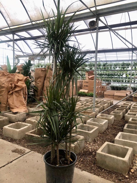 Dracaena – Page 2 – Tri State Foliage