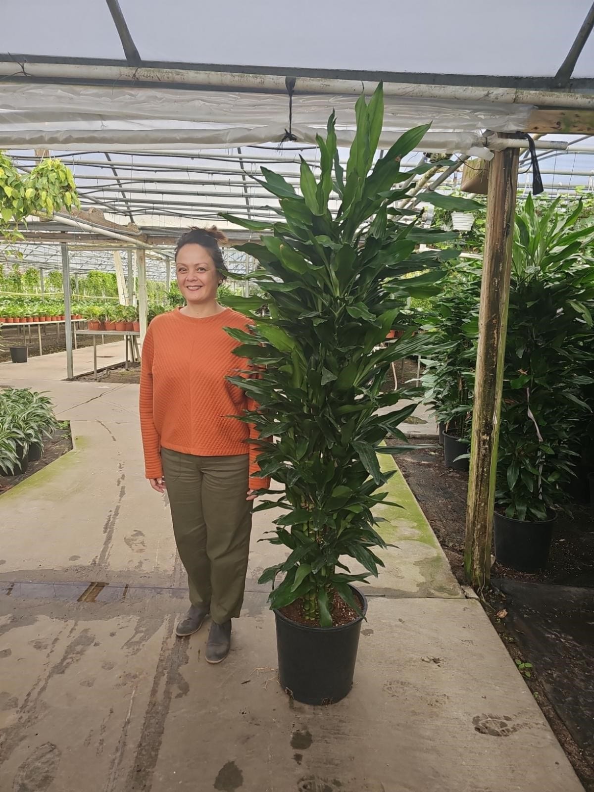 14″ Drac Lind Cane Carousel Set – Tri State Foliage