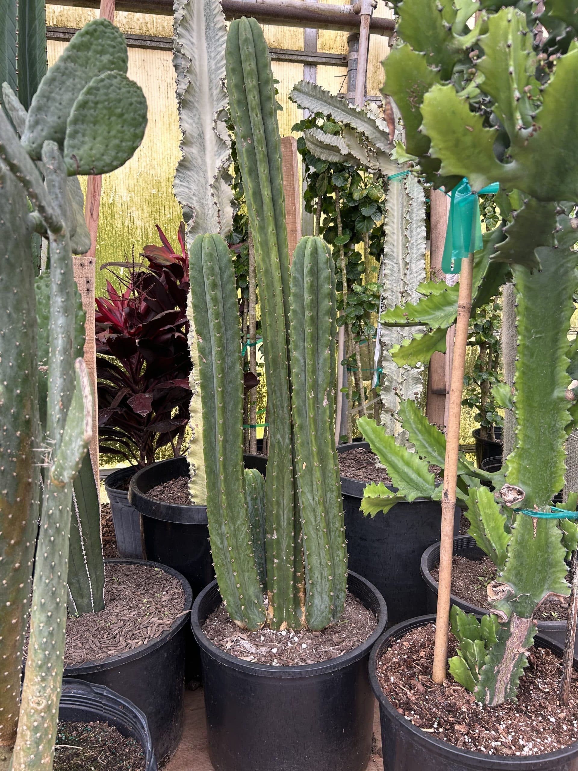 .6″ Cactus Opuntia Snow White – Tri State Foliage