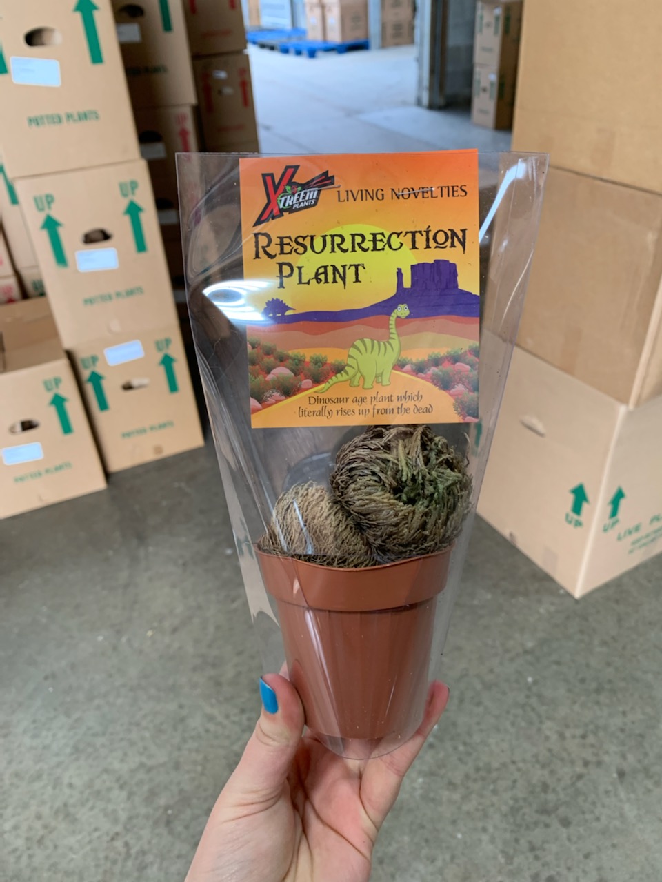 .3″ Resurrection Plant (CA) – Tri State Foliage