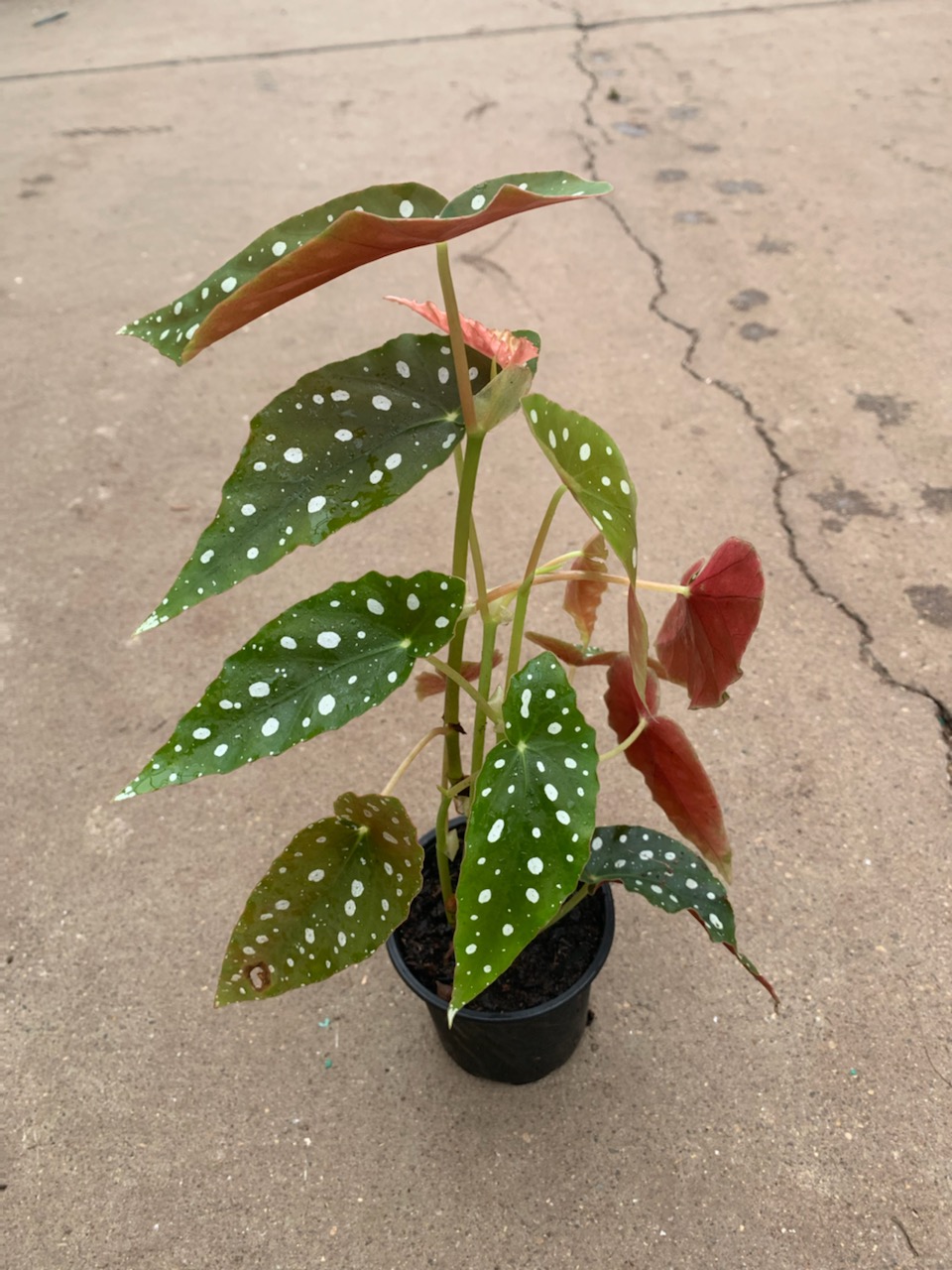 4″ Begonia Maculata Tri State Foliage
