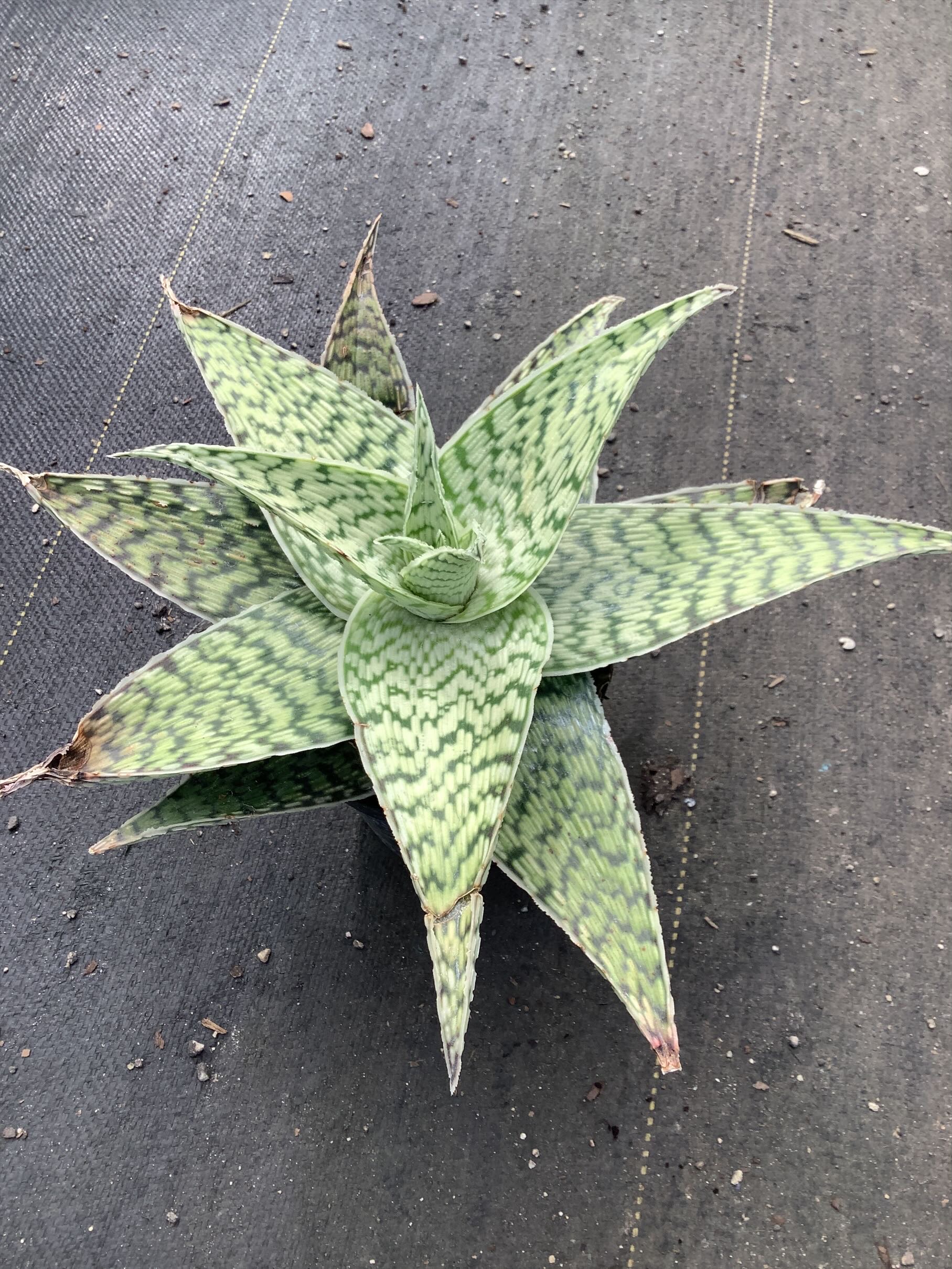 .4″ Aloe Delta Lights – Tri State Foliage