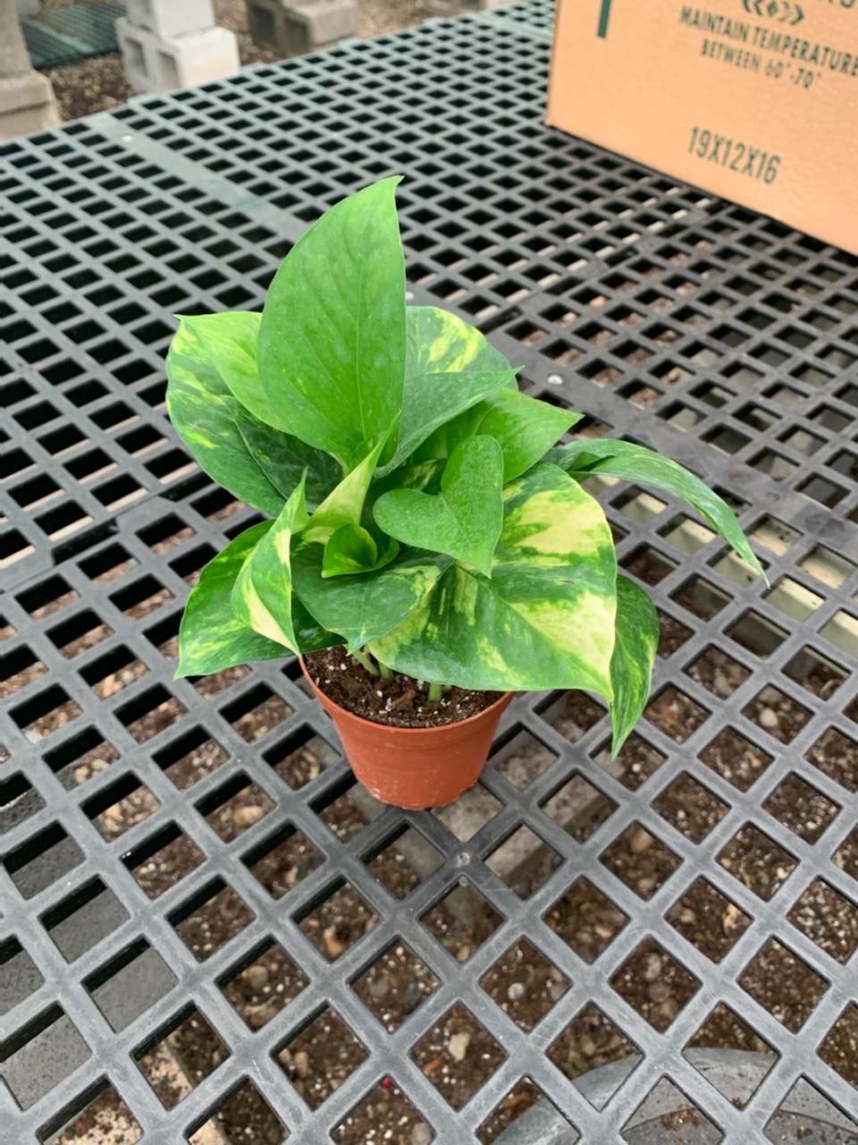 Pothos – Tri State Foliage
