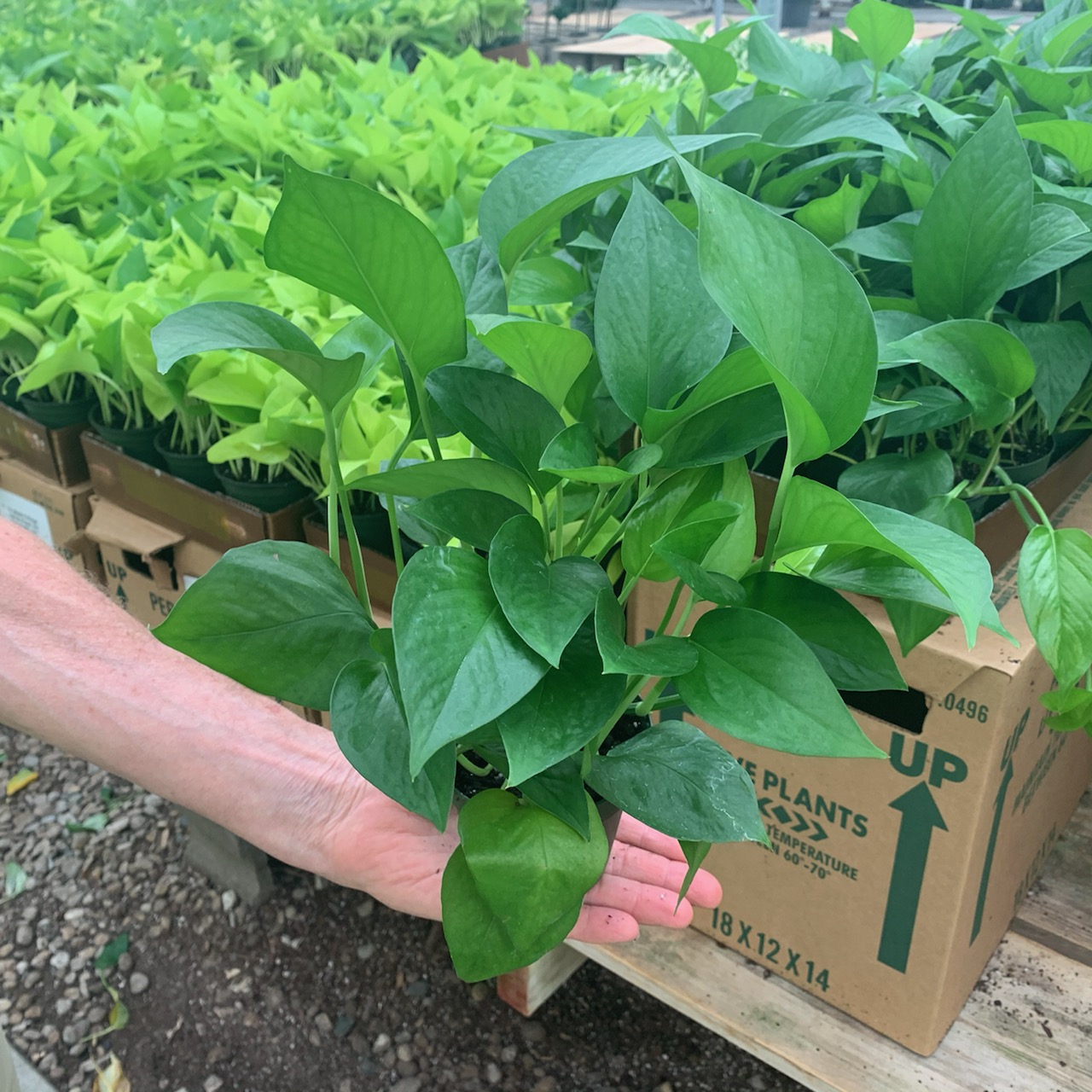 Pothos – Tri State Foliage