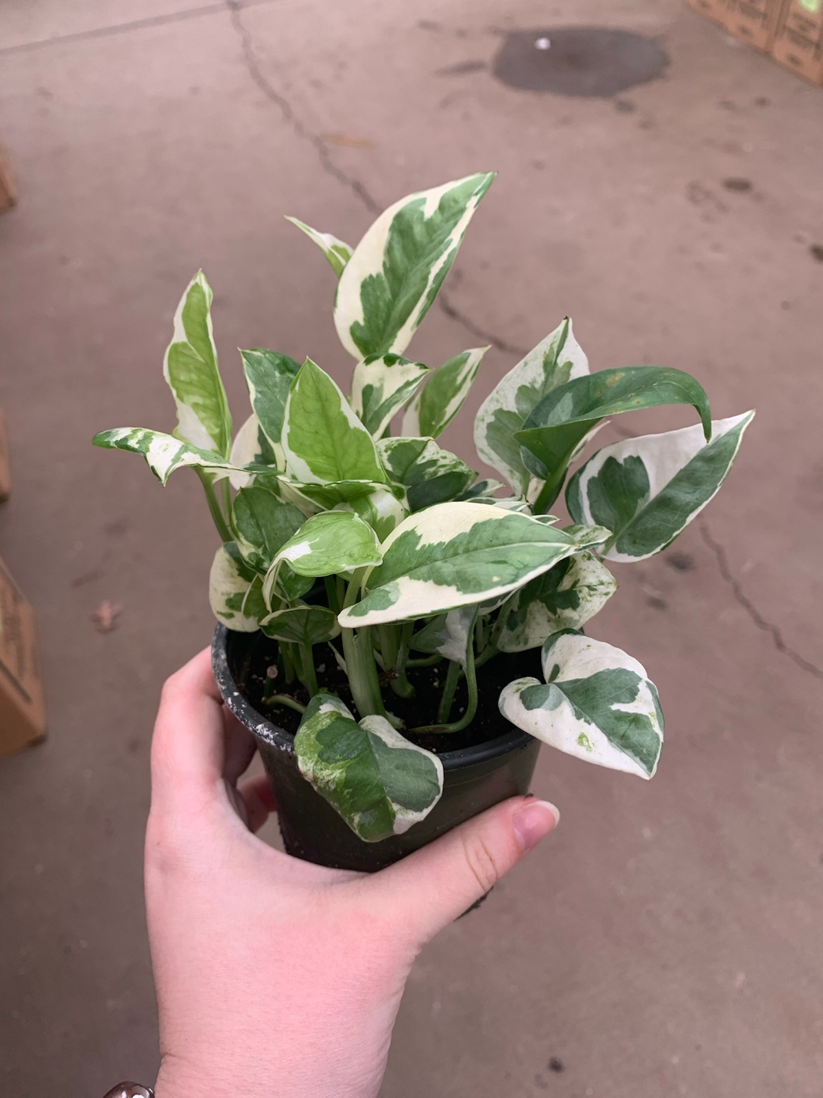 Pothos – Tri State Foliage