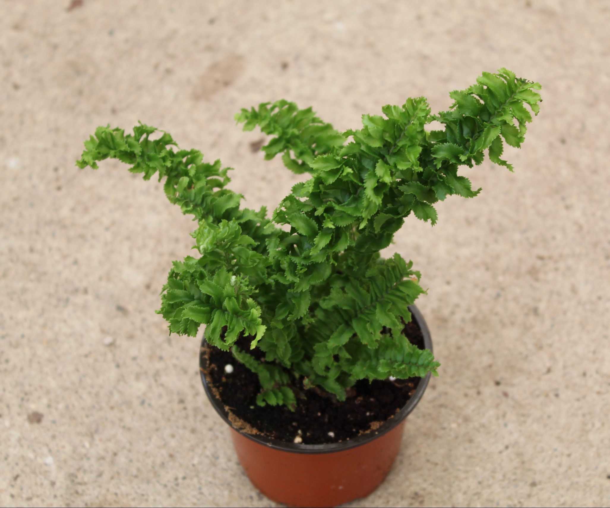 .4″ Fern Emina – Tri State Foliage
