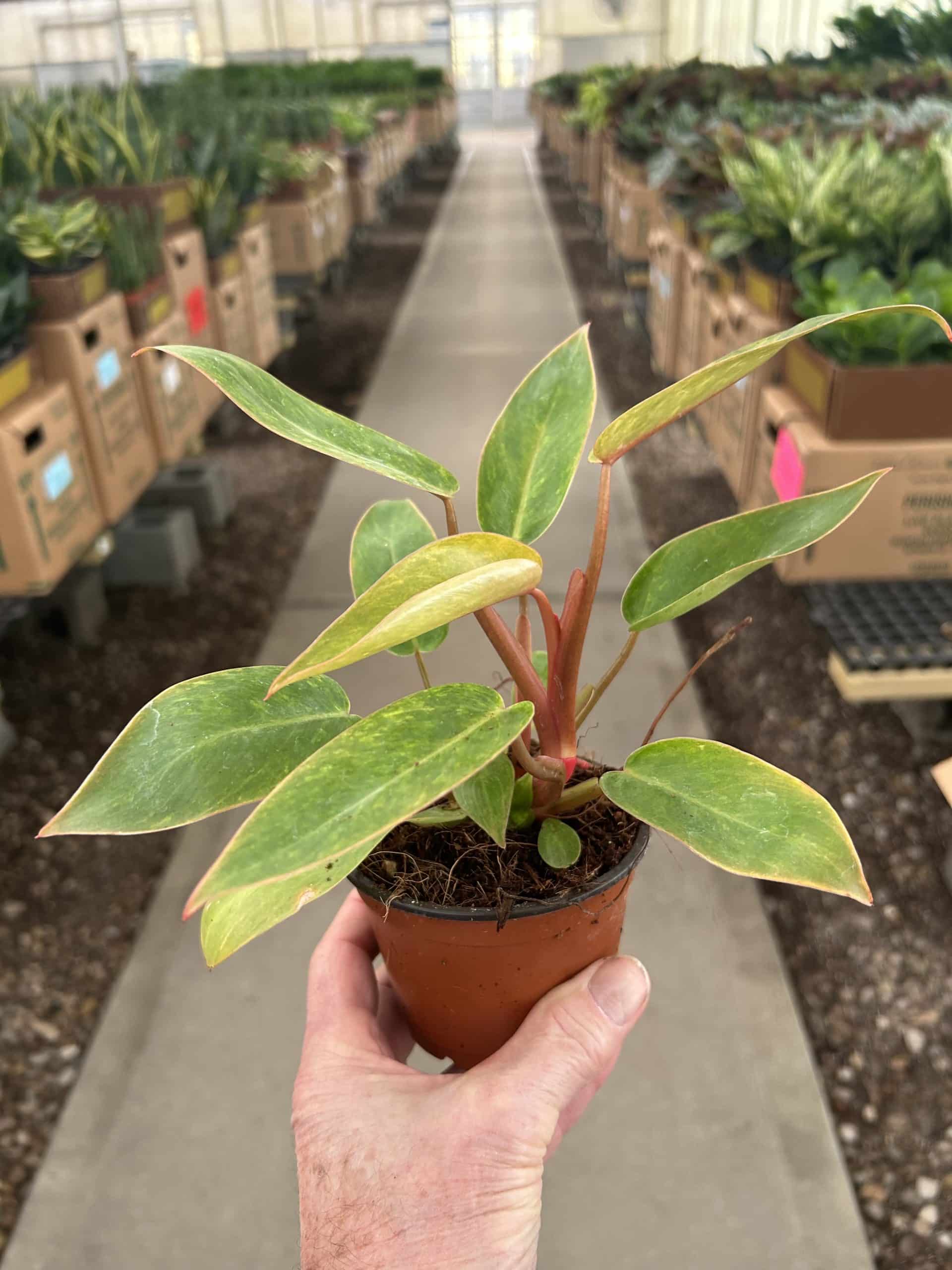 .4″ Philo Painted Lady – Tri State Foliage