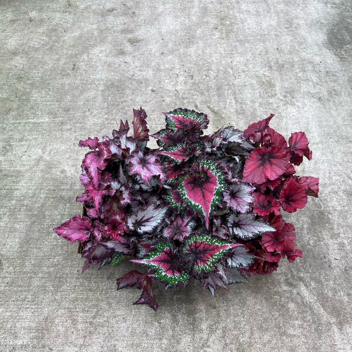 .4″ Rex Begonia – Tri State Foliage