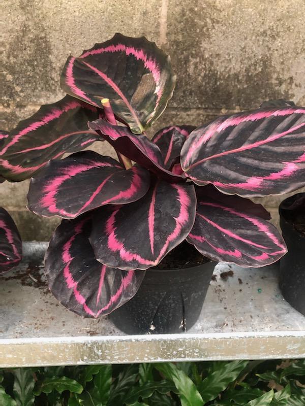 Calathea – Tri State Foliage