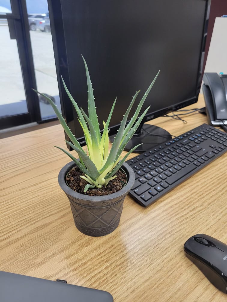 .4″ Aloe Solar Flare – Tri State Foliage