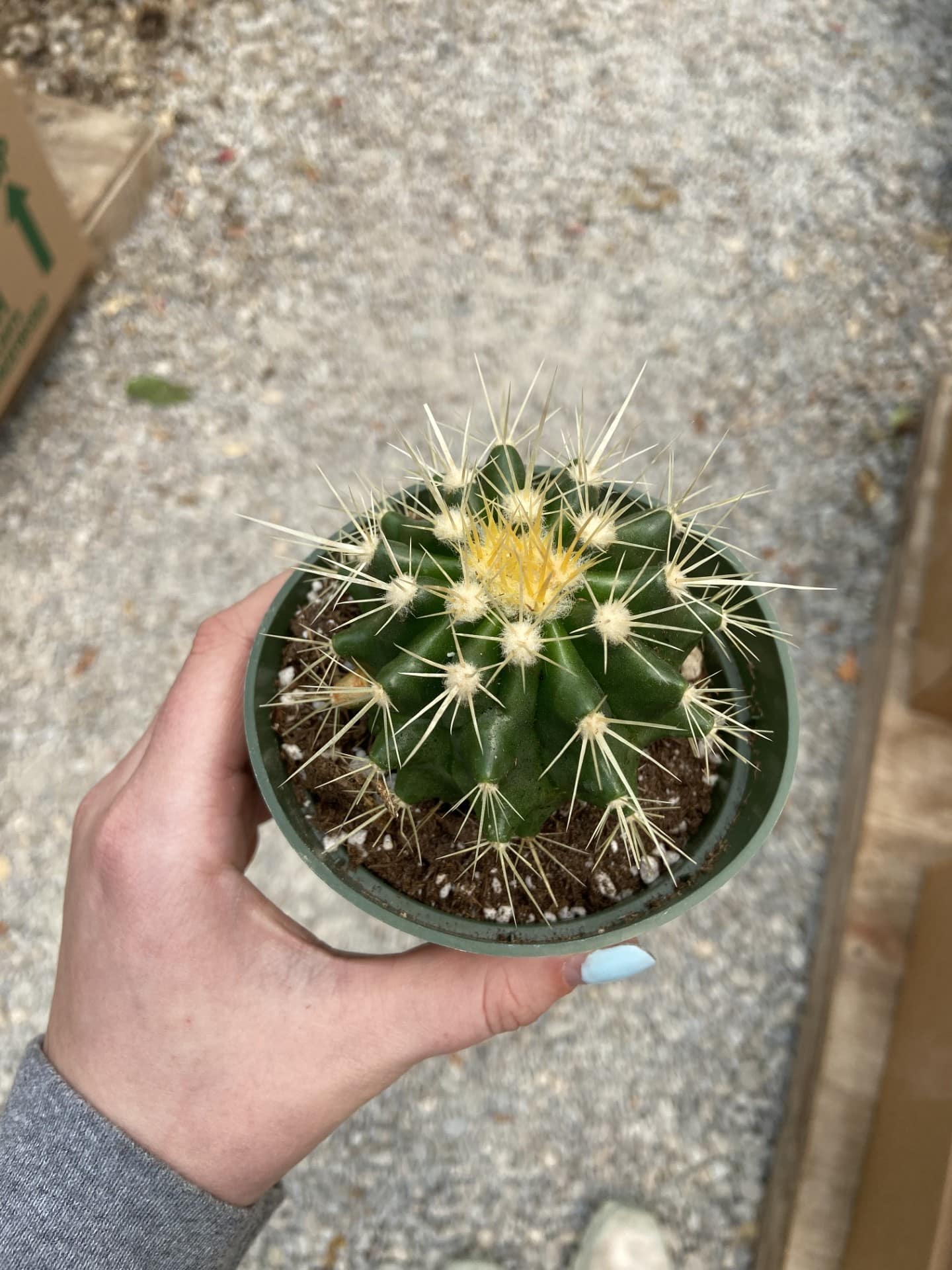 .4″ Cactus Golden Barrel – Tri State Foliage