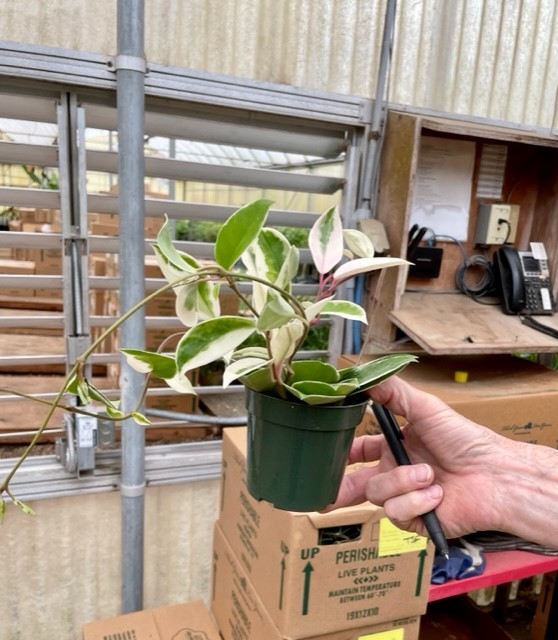Hoya – Tri State Foliage