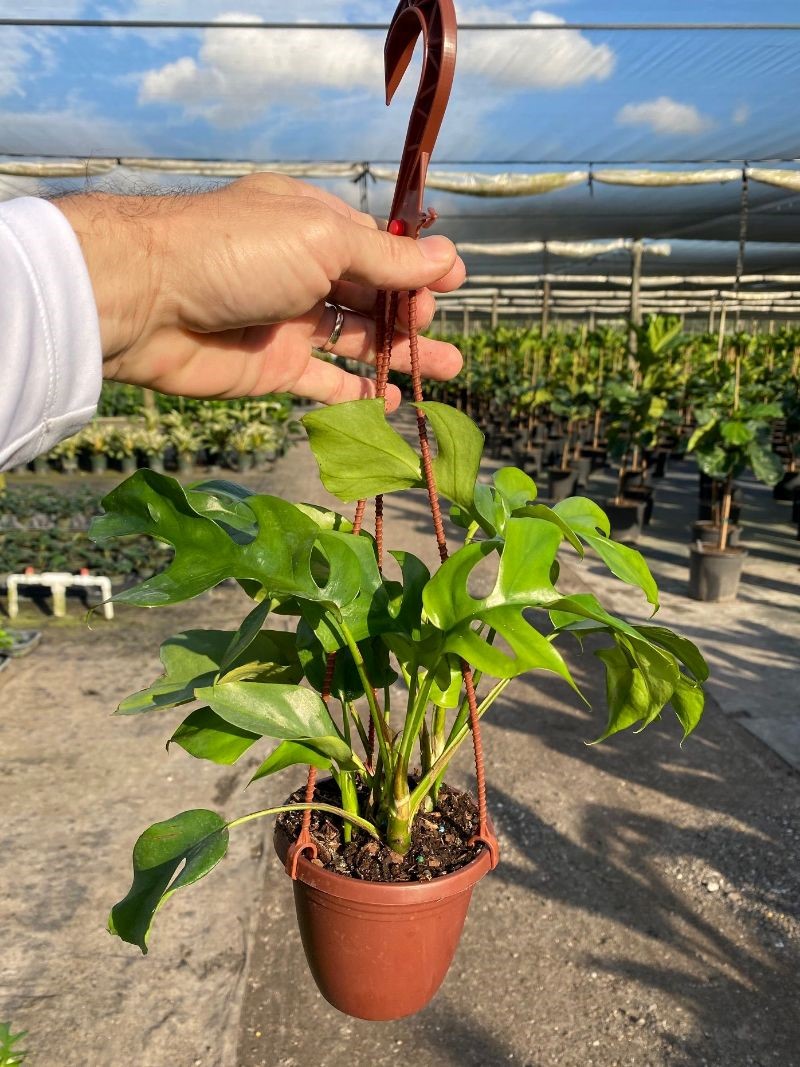 .4″ Philo Monstera Minima HB – Tri State Foliage