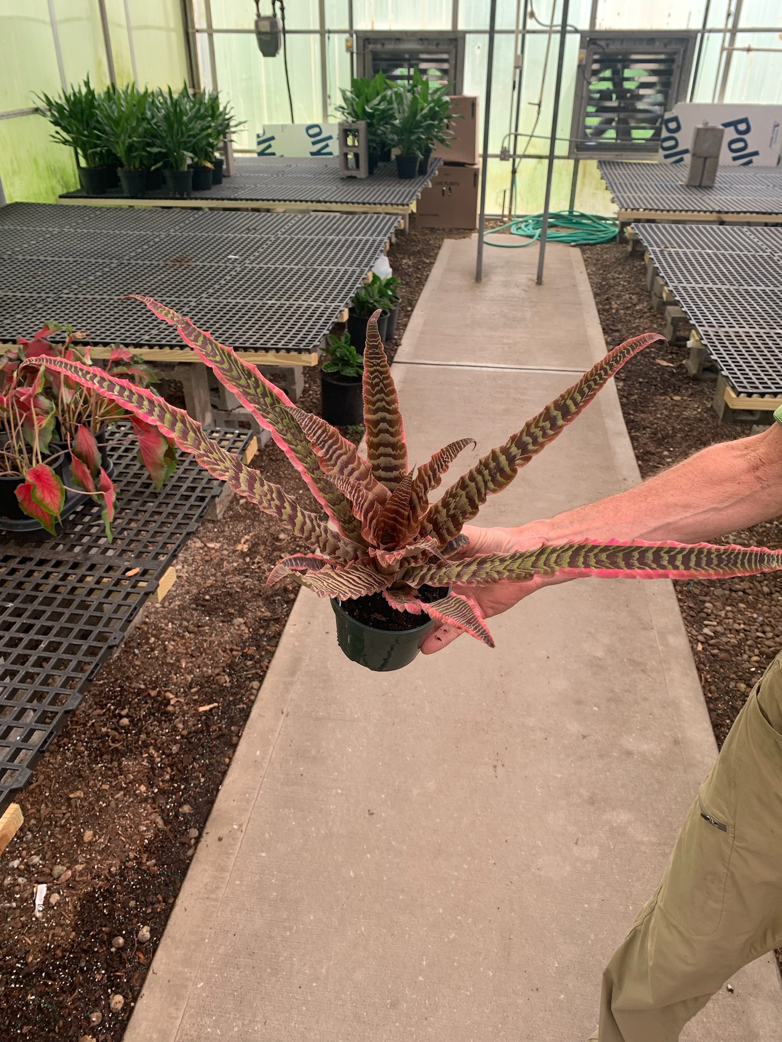.5″ Cryptanthus Ruby Star – Tri State Foliage