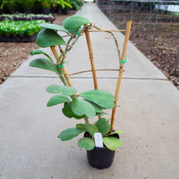 Totem/Trellis – Tri State Foliage