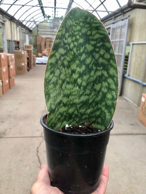 .5″ Sans Shark / Whale Fin – Tri State Foliage