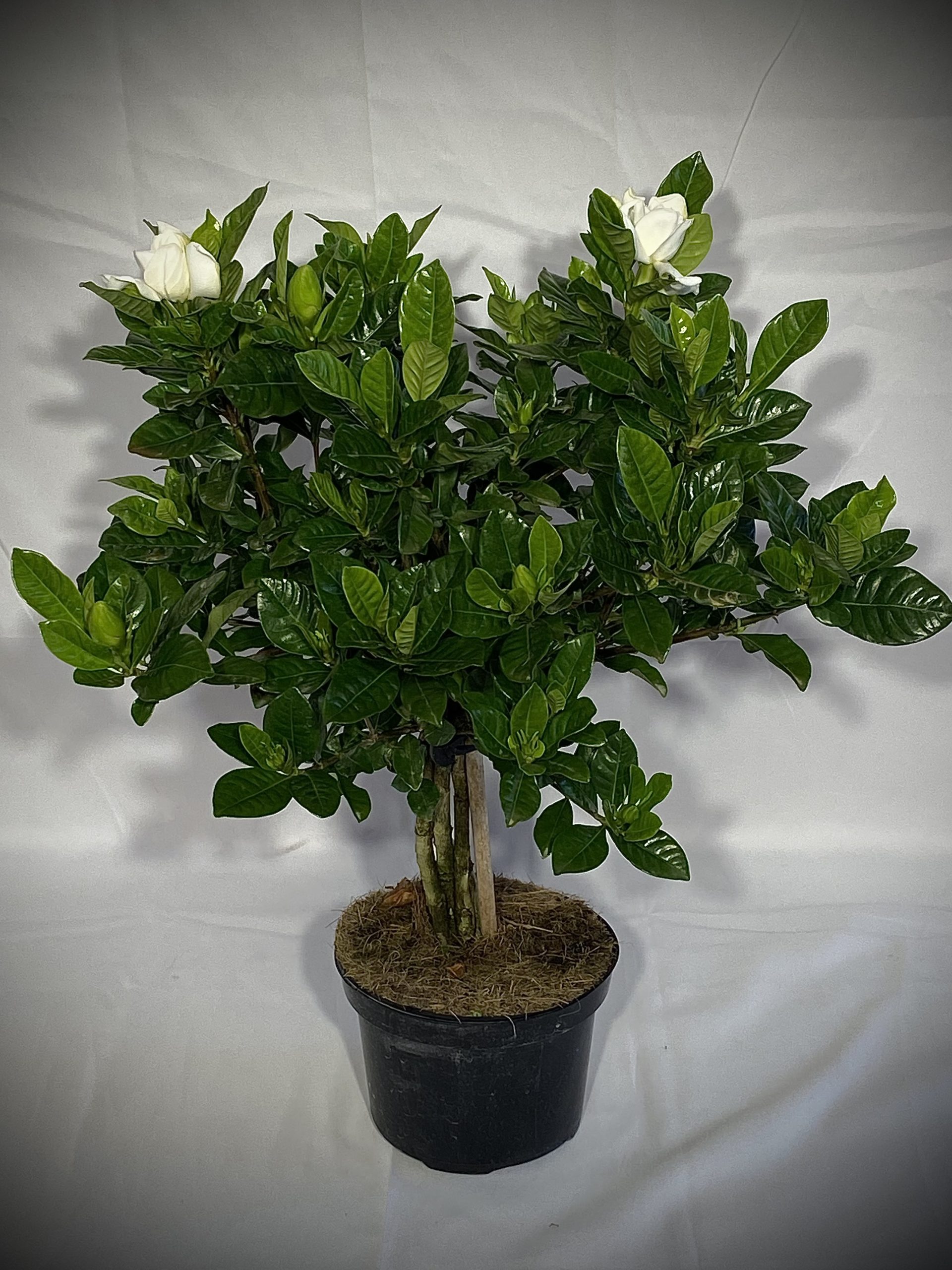 .6″ Gardenia Topiary/Braid – Tri State Foliage