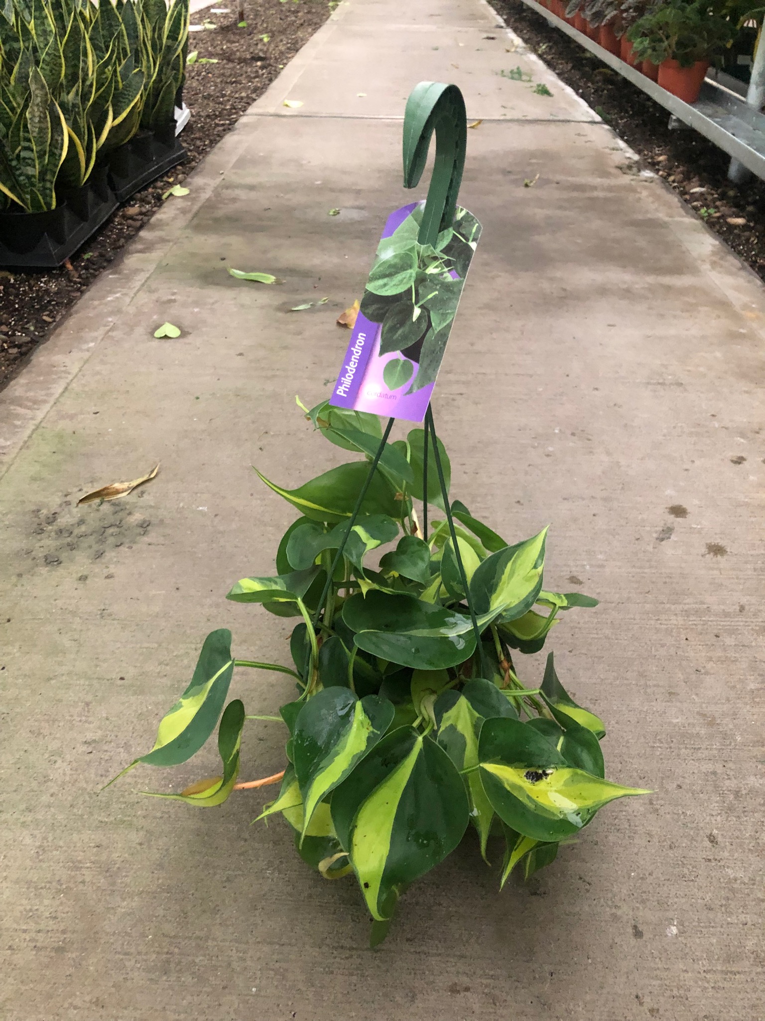 Philodendron – Tri State Foliage