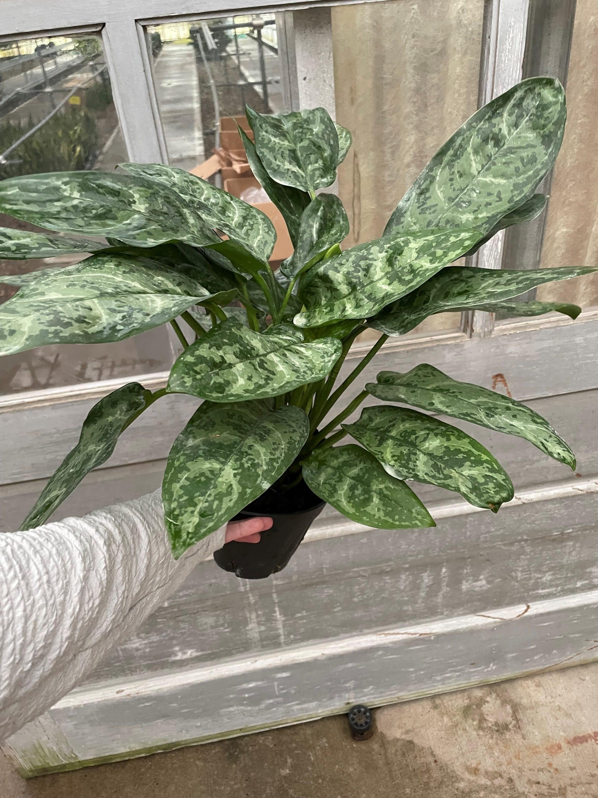 .6″ Ag Max – Tri State Foliage